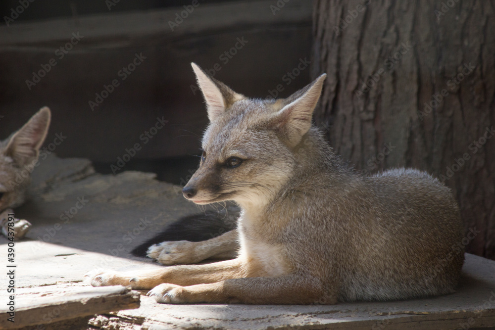 The Bengal fox (Vulpes bengalensis), also known as the Indian fox ...