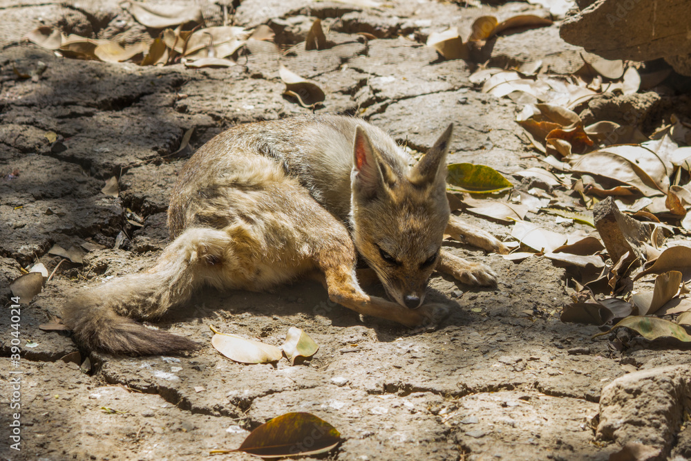The Bengal fox (Vulpes bengalensis), also known as the Indian fox, in ...