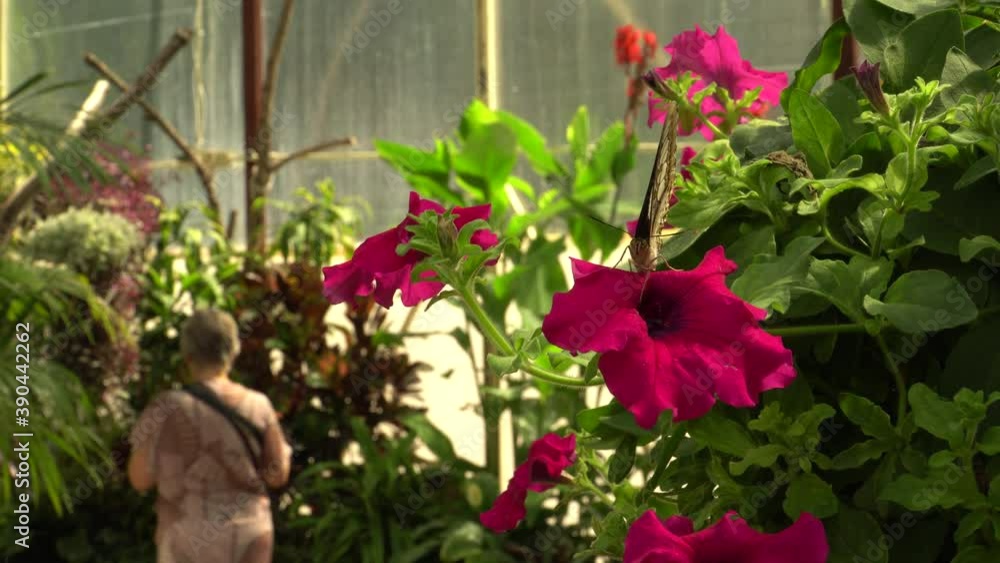 The butterfly house visit. Vivid red flowers of the wild petunia that ...