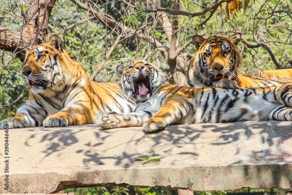 A young Tiger cub yawning, Indian Tiger family sitting on rooftop in ...