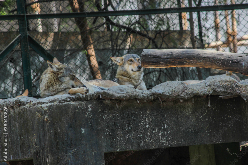 A pack of jackal animals sitting on concrete rooftop in zoo park, Wild ...