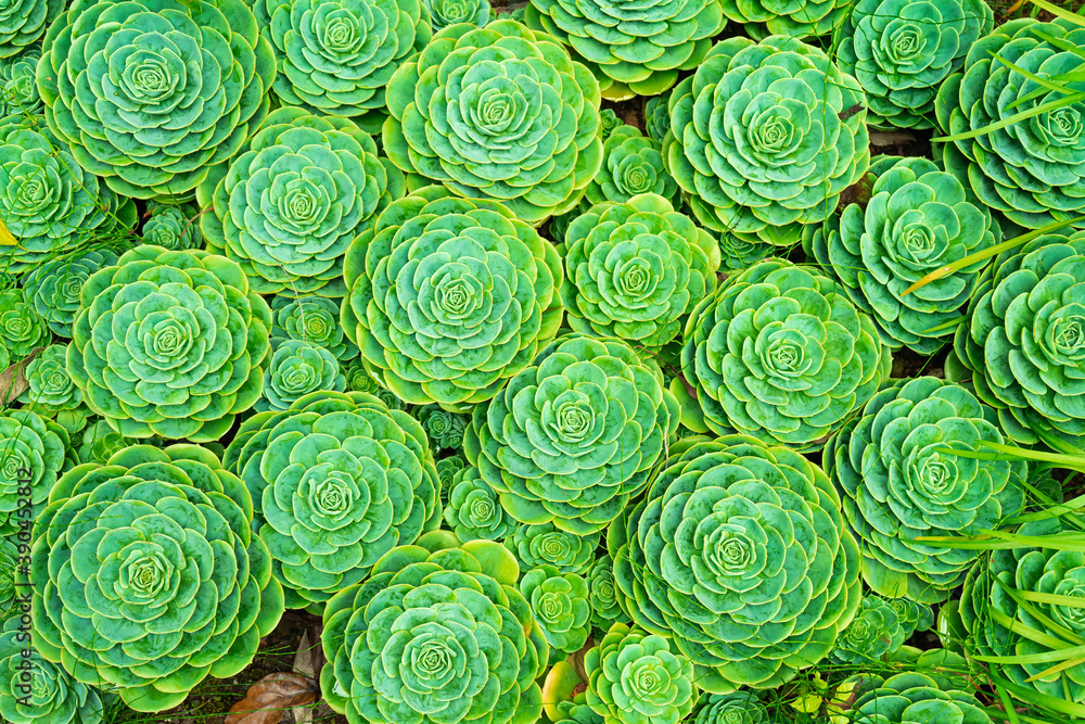Flores Suculentas de un color verde intenso ideal para una presentación ...