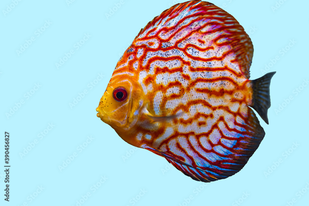 Close up view of gorgeous checkerboard red map discus aquarium fish ...