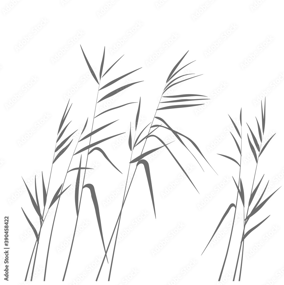 Reeds swamp vector stock illustration.Pampas grass. Cream branch of dry ...