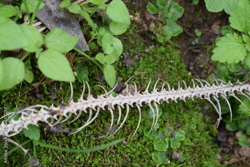 Vertebral column of a snake, abandoned on the ground Stock Photo ...