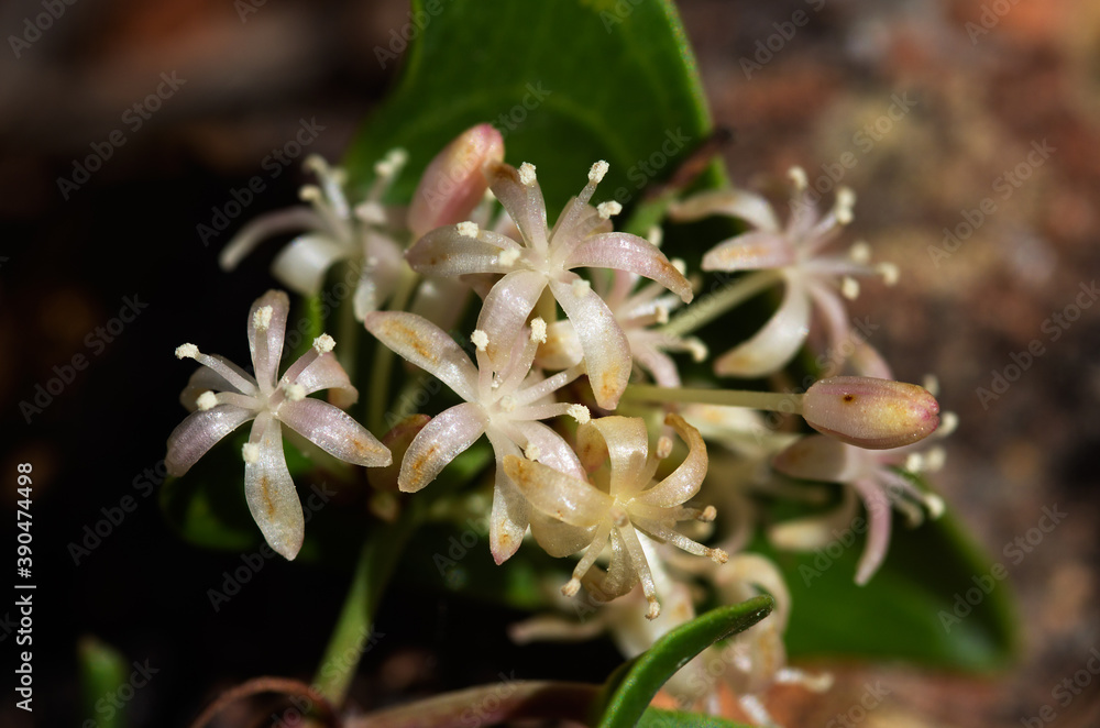 Foto de Flower detail of Common Smilax, aka Rough Bindweed - Smilax ...