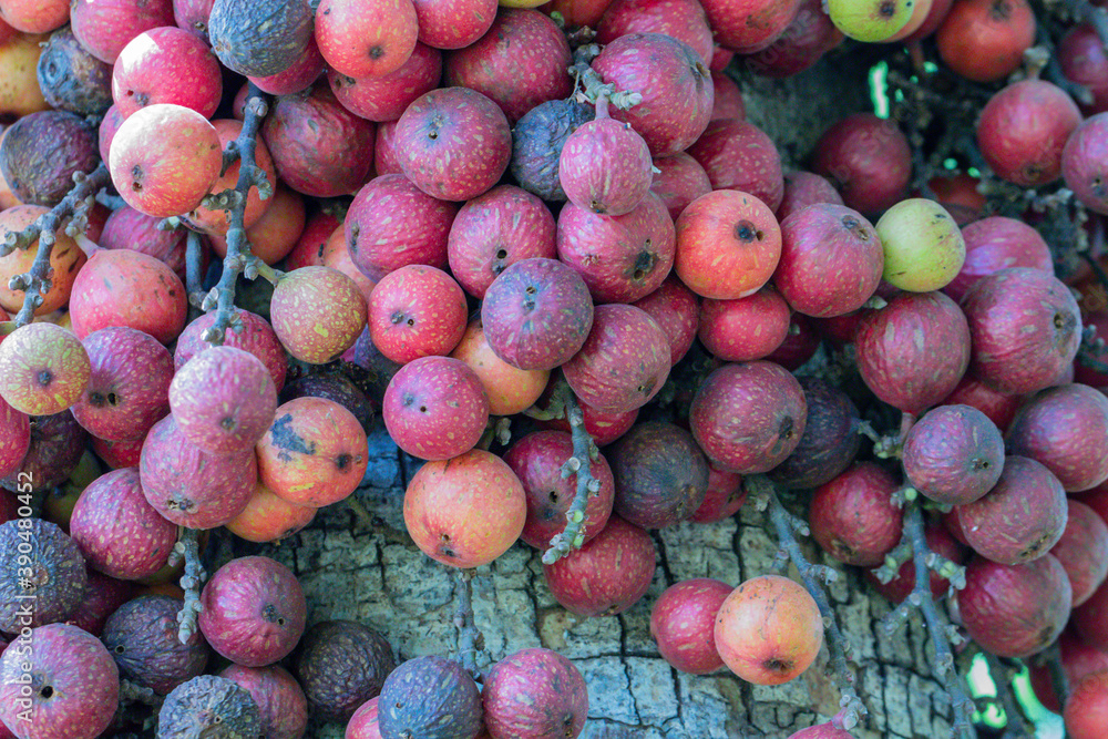 The fruit of Ficus Racemos.The common name Fig fruit,cluster fig tree ...