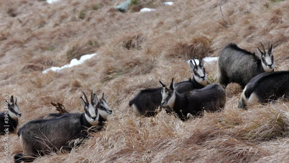 Herd of chamois with offsprings. The chamois (Rupicapra rupicapra) is a ...