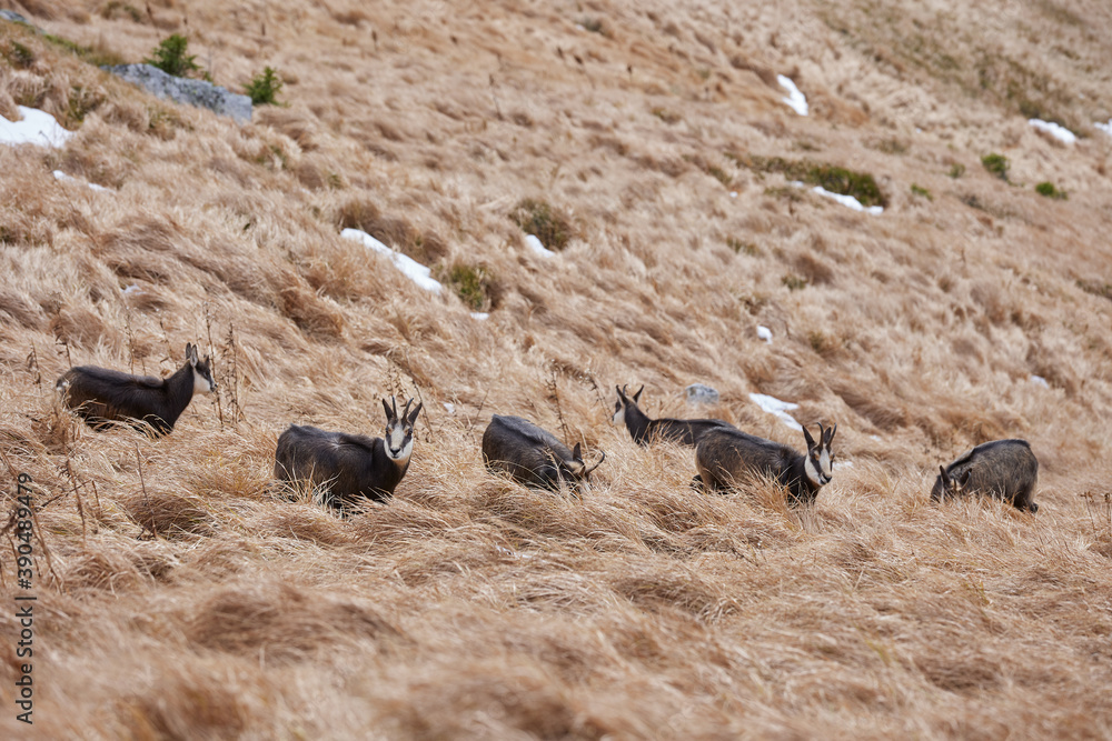 Herd of chamois with offsprings. The chamois (Rupicapra rupicapra) is a ...