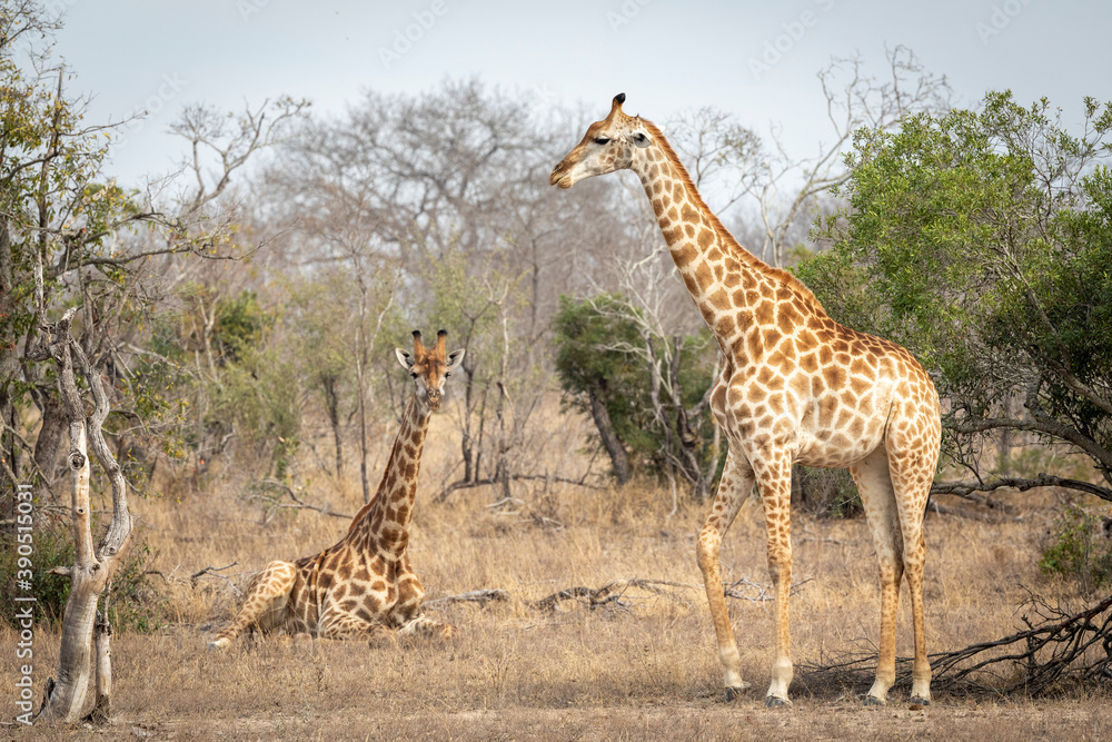 One adult female giraffe standing and one lying down in Kruger Park in ...