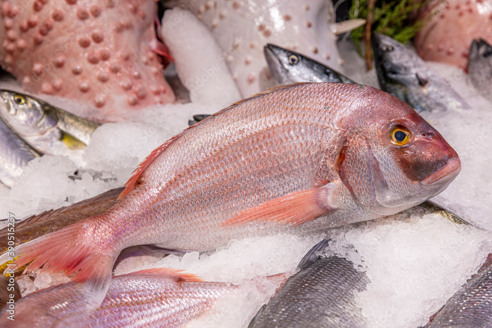 A big pink dentex in a fish market. Common dentex (Dentex dentex) Stock ...