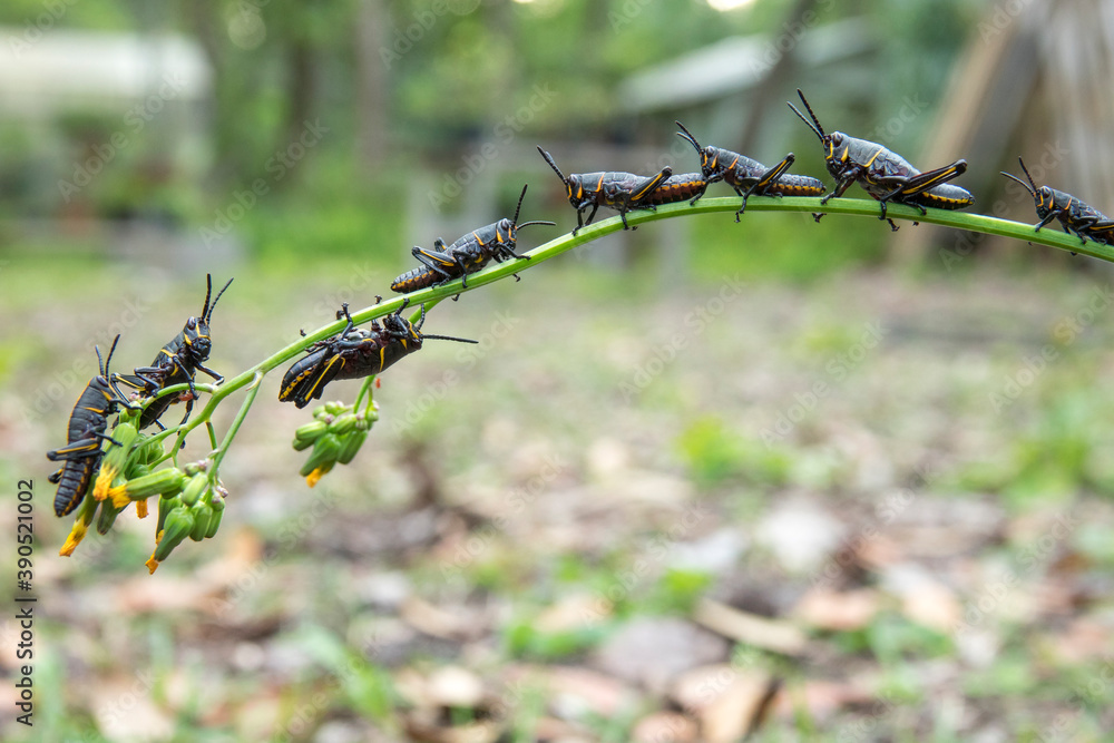 Eastern lubber grasshopper larva feeding on ragwort weed Stock Photo ...