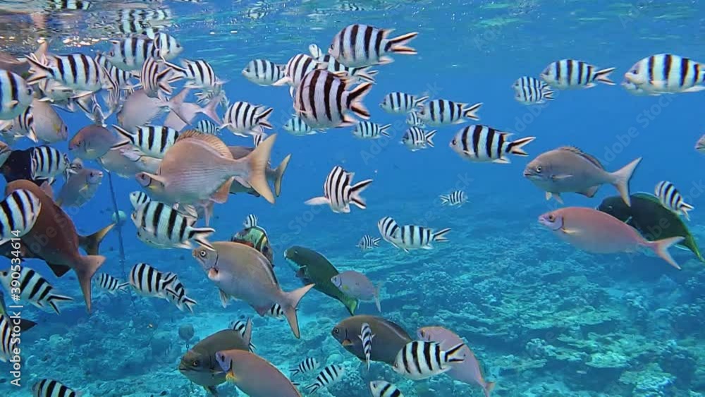 School Of Beautiful Stripe Tang Fish And Other Tang Species Near The ...