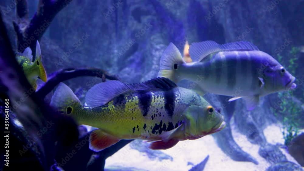 Peacock bass (or Brazilian tucunaré) (Cichla) is a genus of large ...