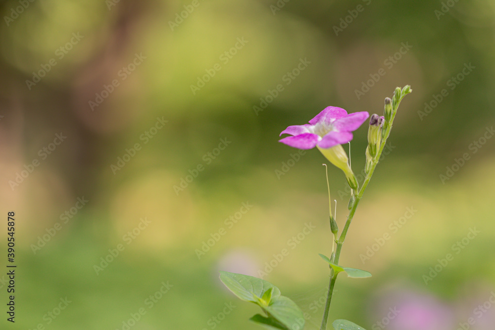 Beautiful Asystasia gangetica flower in a garden.commonly known as the ...