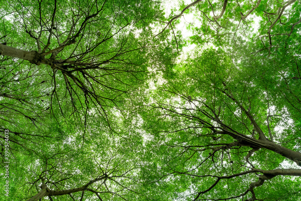 Bottom view of tree trunk to green leaves of tree in tropical forest ...