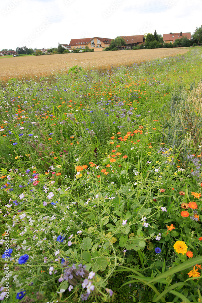 Bunte Wildblumen Wiese neben Getreidefeld.Blühstreifen, Bayern ...