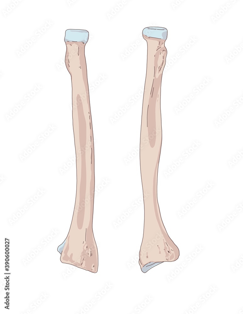 The ulna is a long bone in the forearm. It lies medially and parallel ...