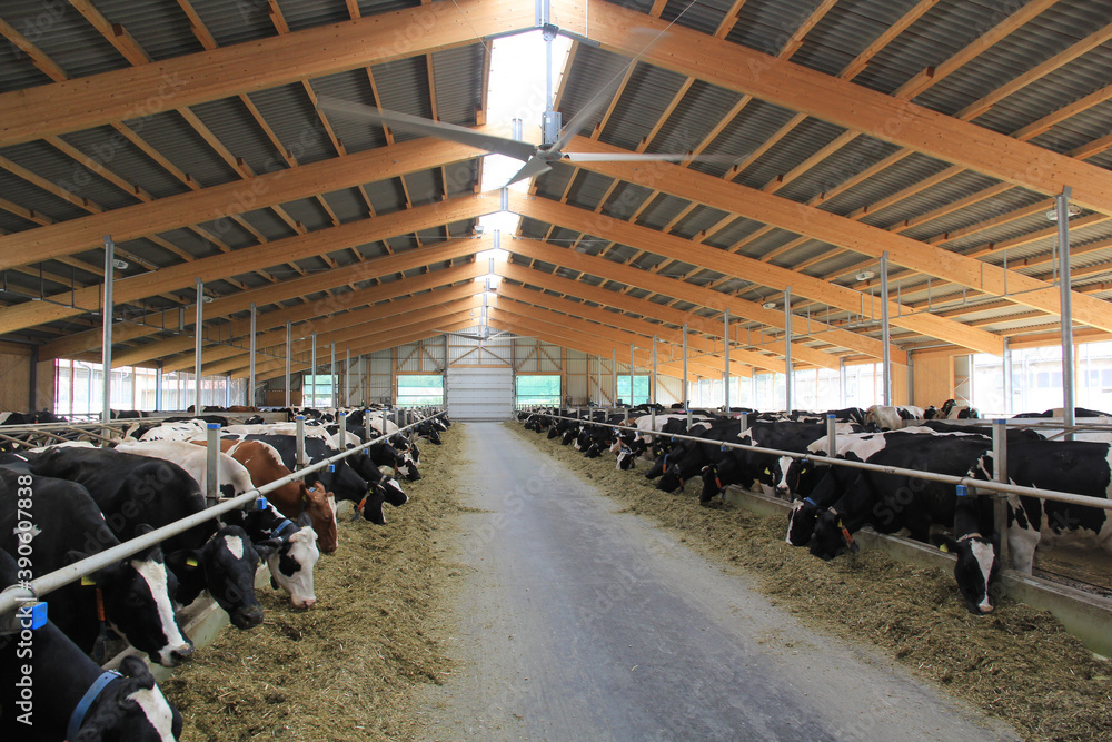 Milchkühe in Kuhstall in Deutschland Stock Photo | Adobe Stock