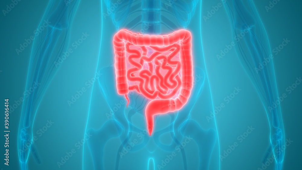 Human Digestive System Large and Small Intestine Anatomy Stock ...