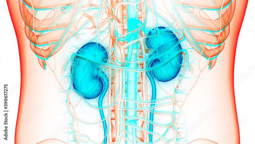 Human Urinary System Kidneys Anatomy Stock Illustration | Adobe Stock