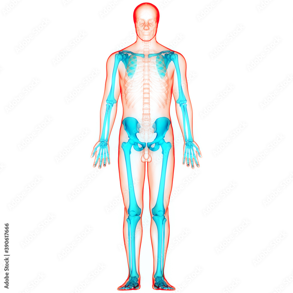 Human Skeleton System Appendicular Skeleton Anatomy Stock Illustration ...