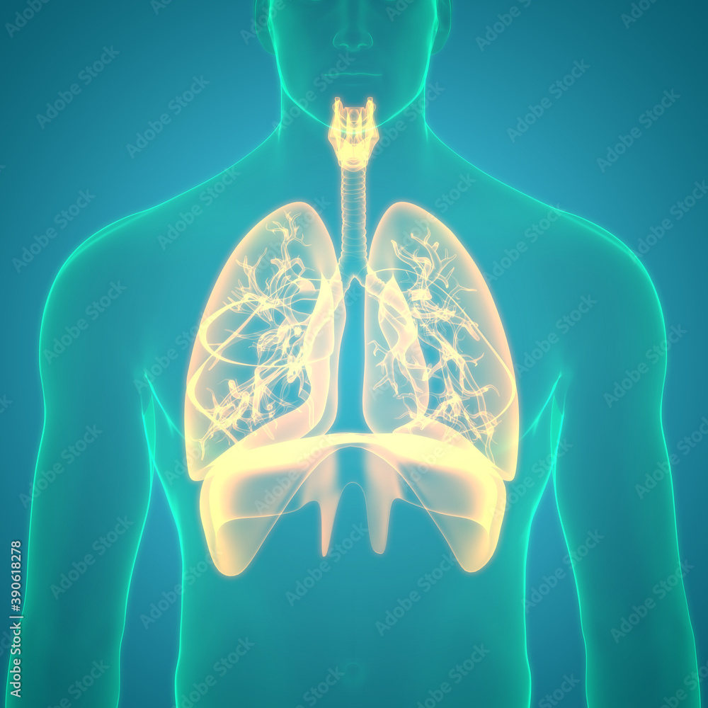 Human Respiratory System Lungs with Diaphragm Anatomy Stock ...