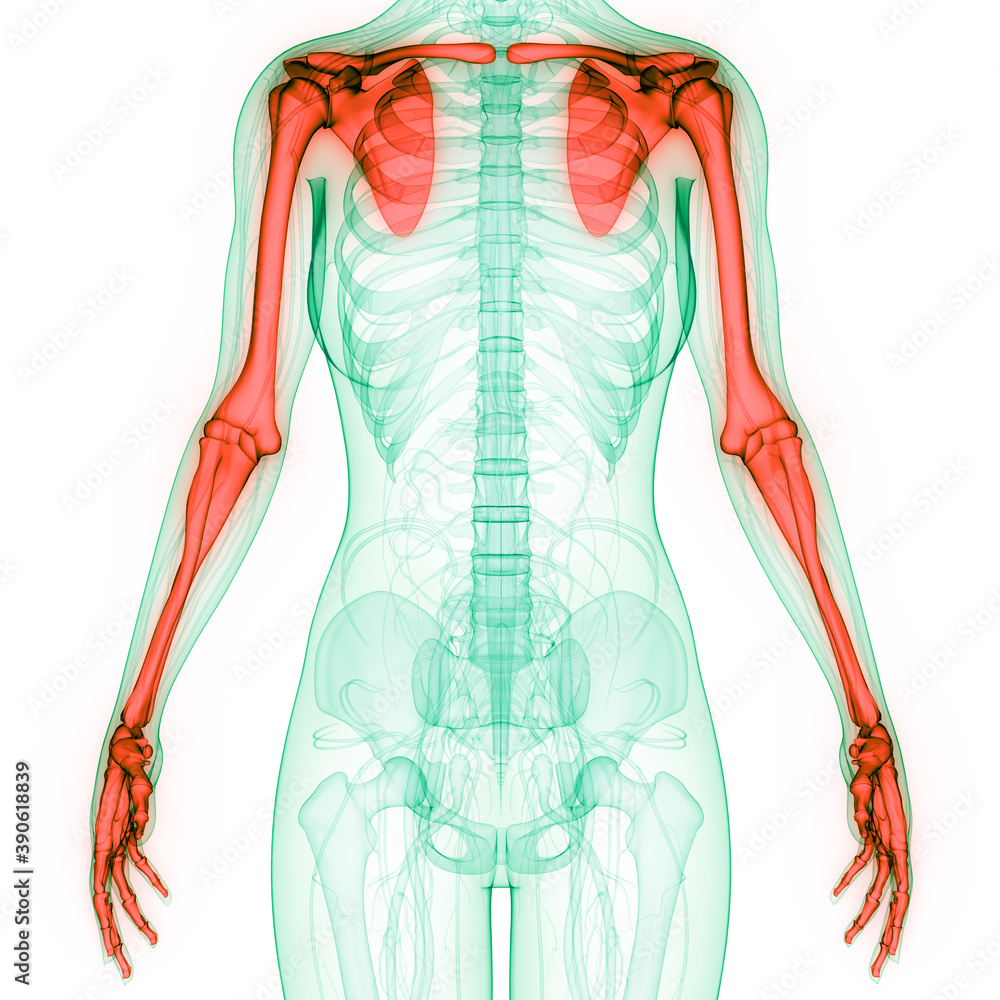 Human Skeleton System Upper Limbs Bone Joints Anatomy Stock ...