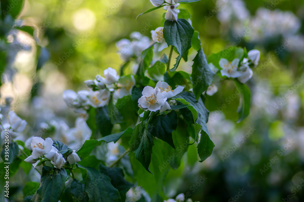 Philadelphus coronarius sweet mock-orange white flowers in bloom on shrub branches, flowering ...