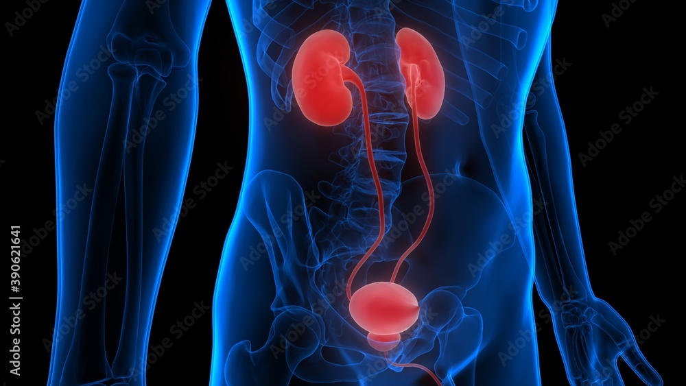 Human Urinary System Kidneys with Bladder Anatomy Stock Illustration ...