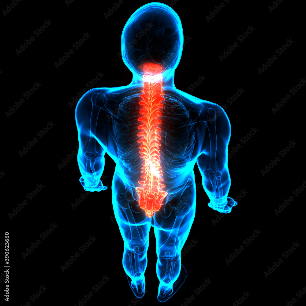 Spinal Cord Vertebral Column of Human Skeleton System Anatomy Stock ...