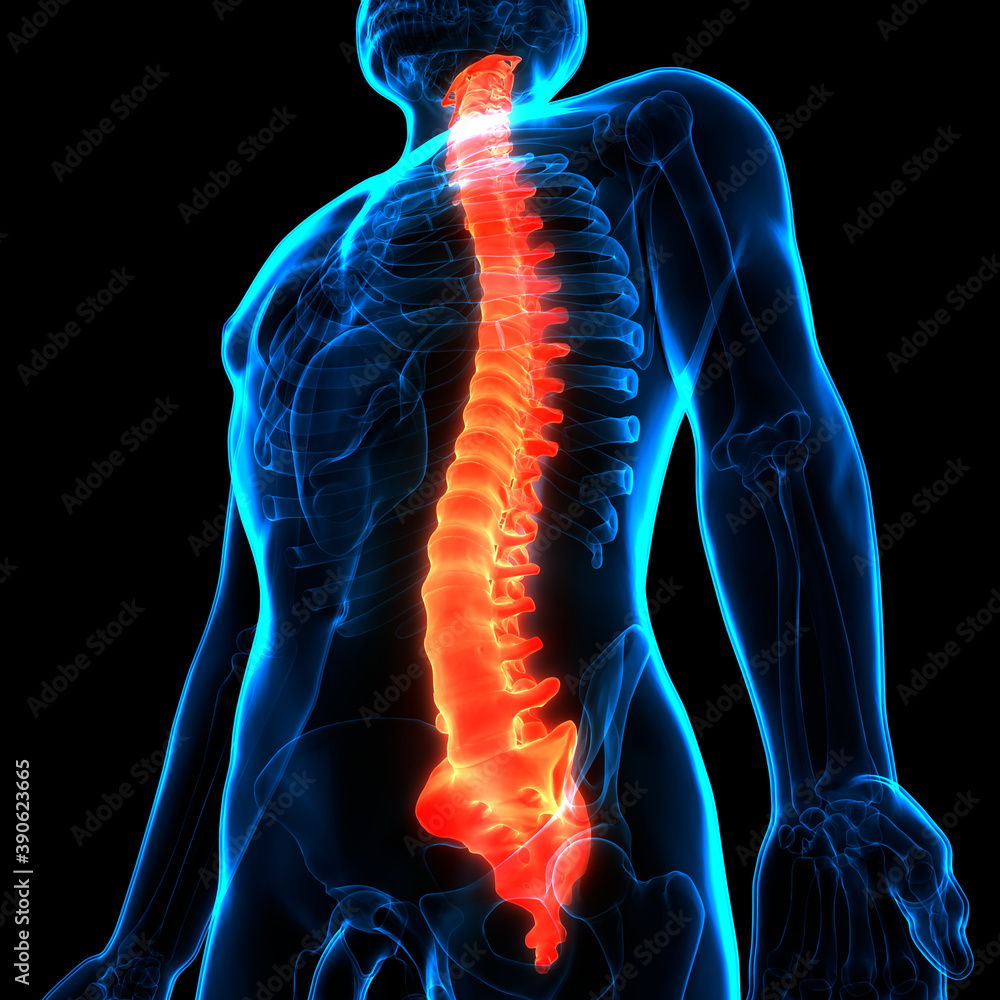 Spinal Cord Vertebral Column of Human Skeleton System Anatomy Stock ...