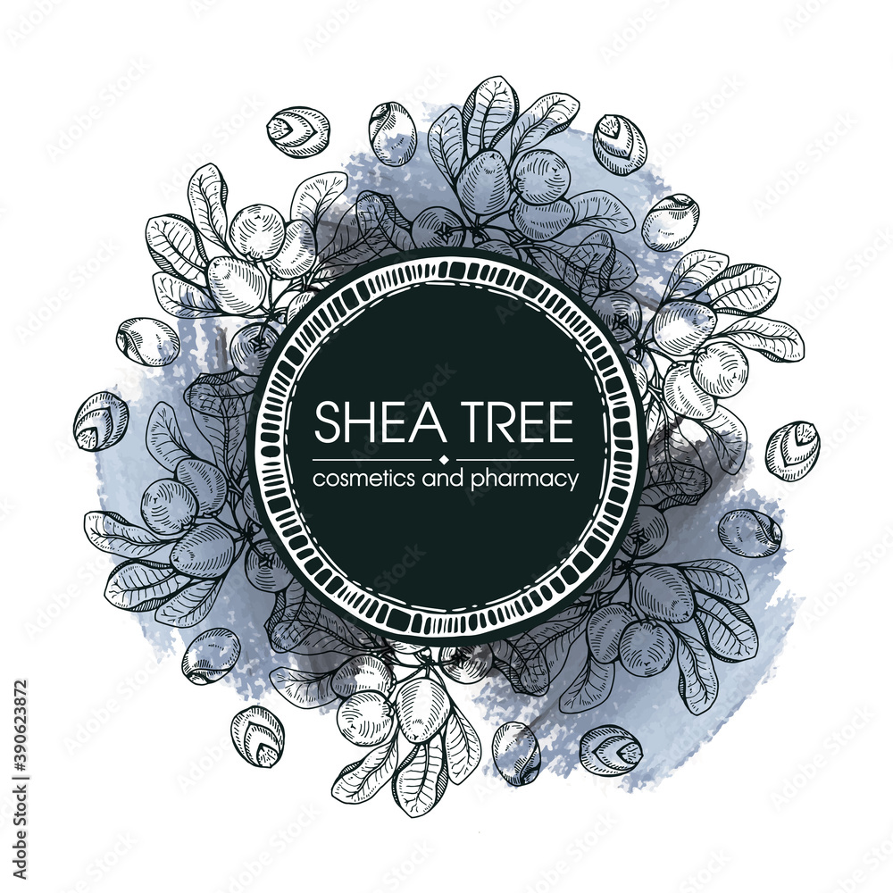Frame with branch Shea tree with fruits, nuts, leaves and Shea butter ...