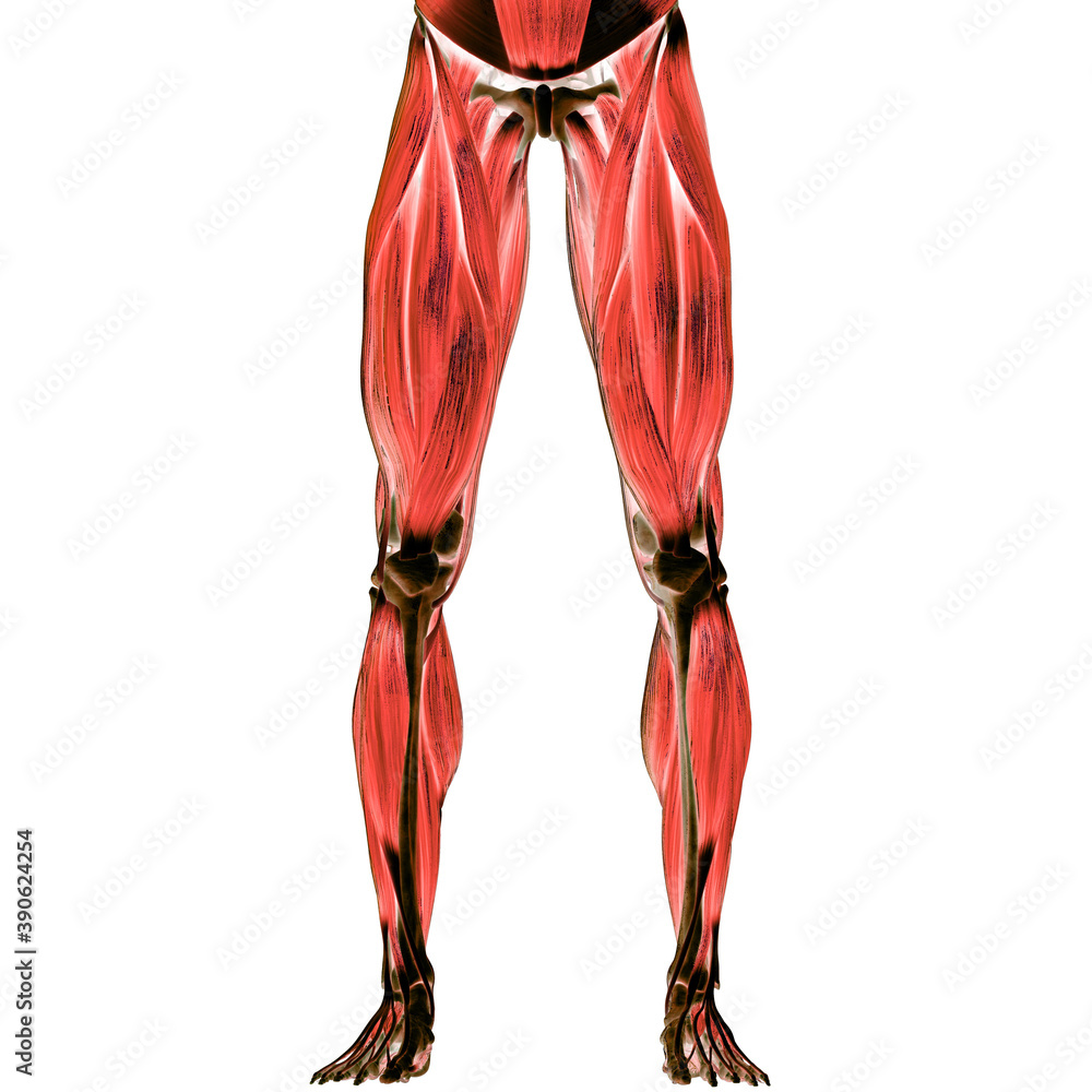 Muscles a Part of Human Body Muscular System Anatomy Stock Illustration ...