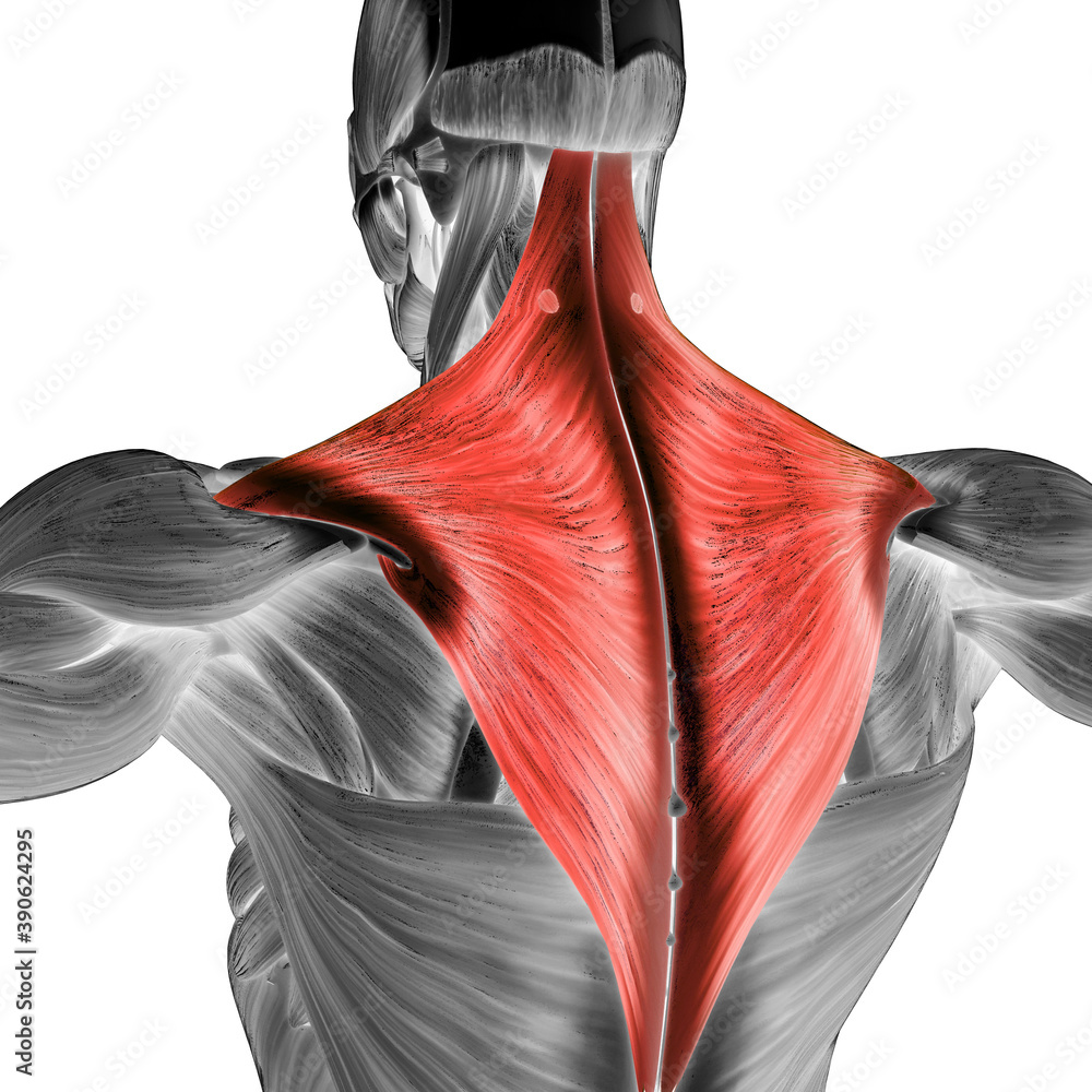 Human Muscular System Parts Trapezius Muscle Anatomy Stock Illustration ...