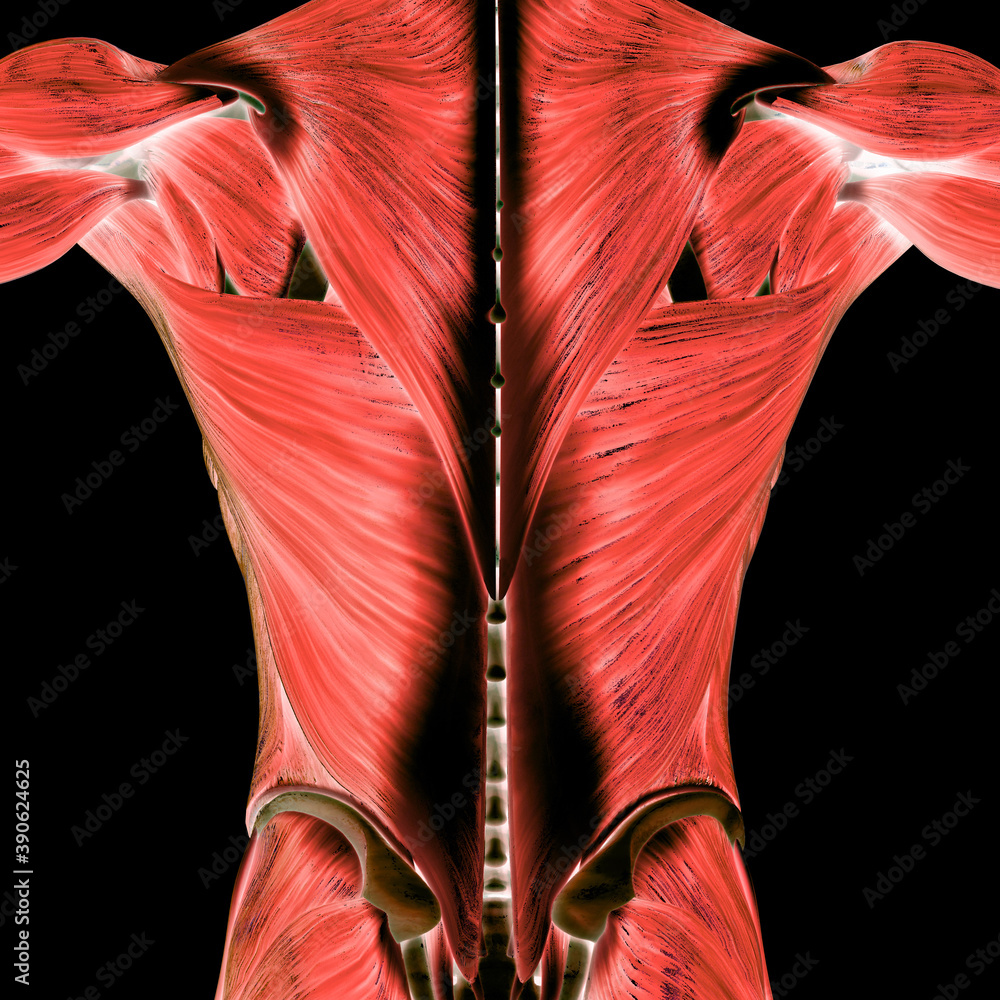 Muscles a Part of Human Body Muscular System Anatomy Stock Illustration ...