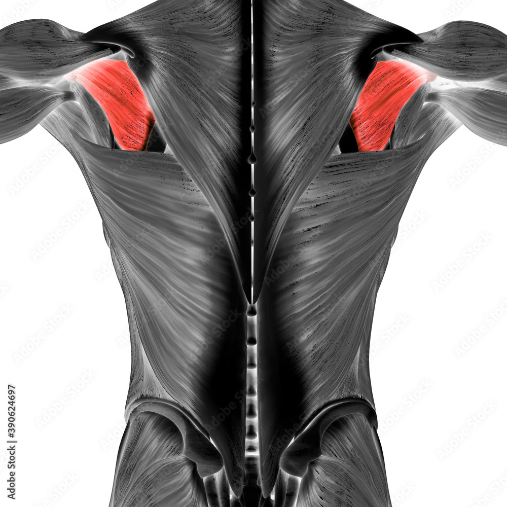 Human Muscular System Torso Muscles Infraspinatus Muscle Anatomy Stock ...