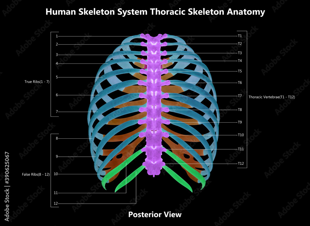 Human Skeleton System Thoracic Skeleton Bone Joints Described with ...