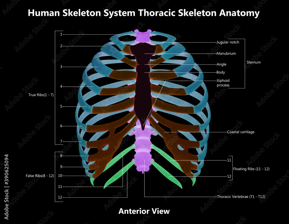 Human Skeleton System Thoracic Skeleton Bone Joints Described with ...