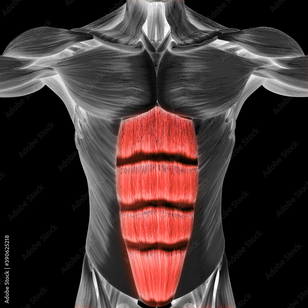 Human Muscular System Parts Rectus Abdominis Muscle Anatomy Stock ...