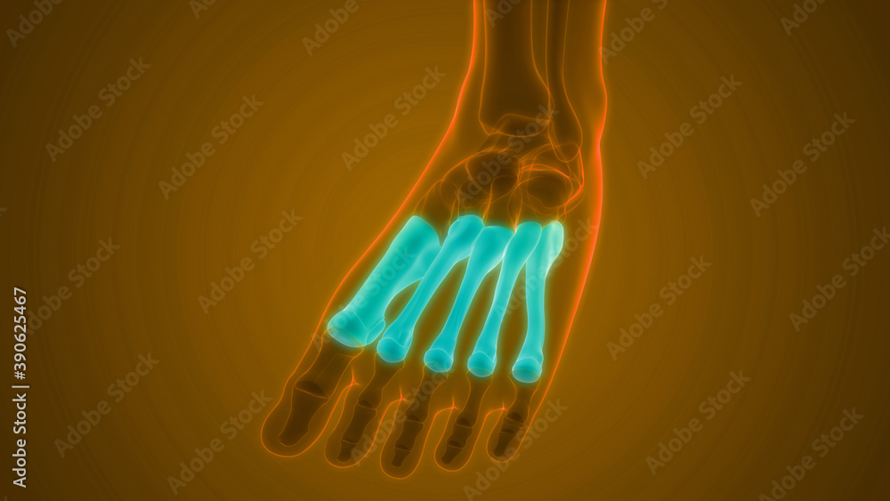 Human Skeleton System Bone Joints Anatomy Stock Illustration | Adobe Stock