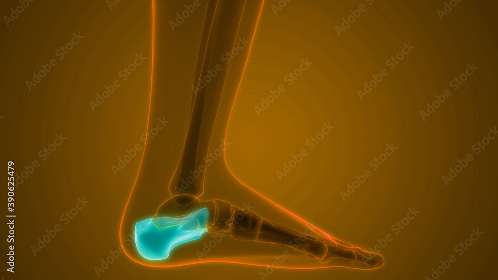 Human Skeleton System Calcaneus Bone Joints Anatomy ilustração do Stock ...
