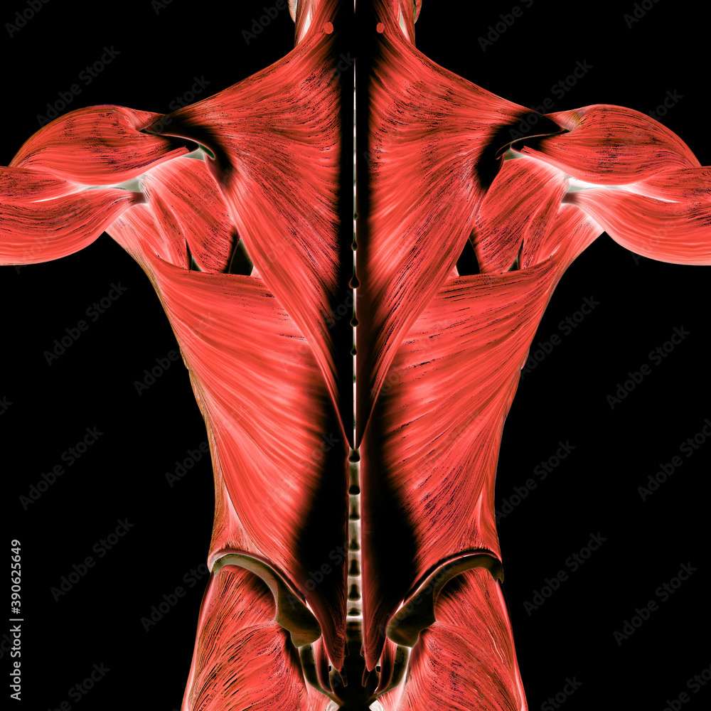 Muscles a Part of Human Body Muscular System Anatomy Stock Illustration ...