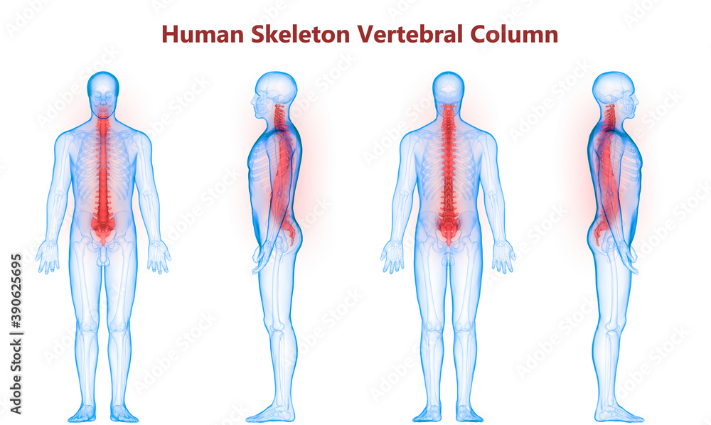 Spinal Cord Vertebral Column of Human Skeleton System Anatomy Stock ...
