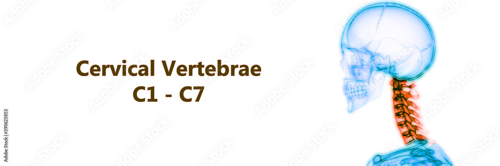 Spinal Cord Vertebral Column Cervical Vertebrae of Human Skeleton ...