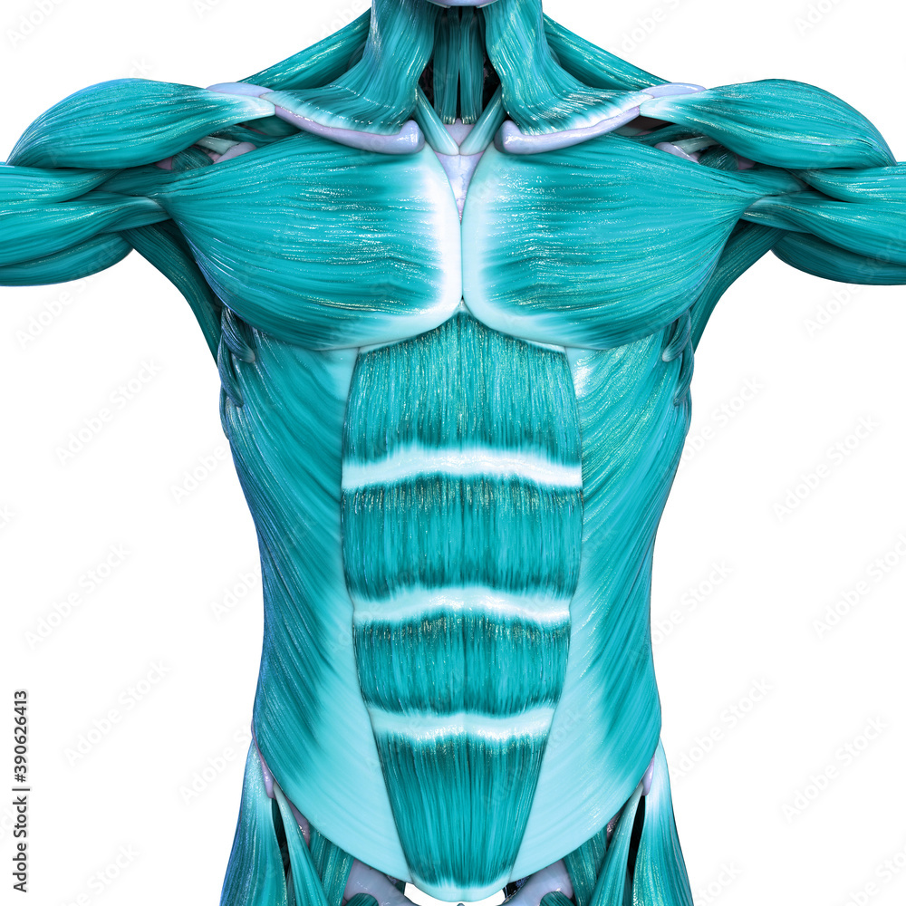 Human Body Muscular System Muscles Anatomy Stock Illustration | Adobe Stock