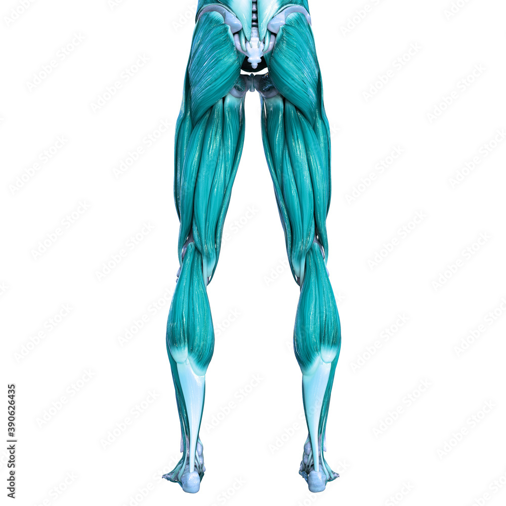 Human Body Muscular System Muscles Anatomy Stock Illustration | Adobe Stock