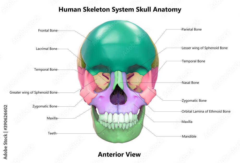 Human Skeleton System Skull Bone Parts Described With Labels Anatomy human-skeleton-system-skull-bone-parts-described-with-labels-anatomy