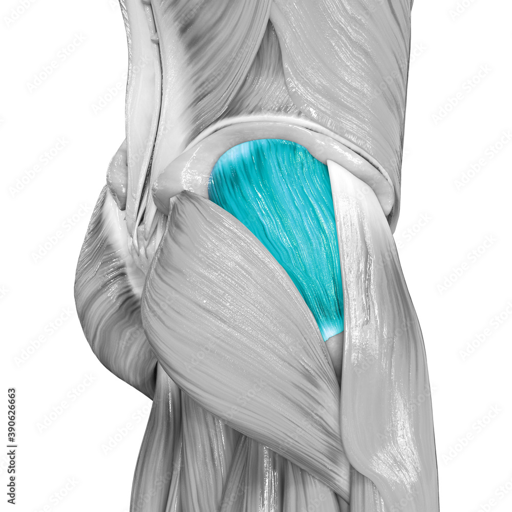 Human Muscular System Leg Muscles Gluteus Maximus Muscle Anatomy Stock ...