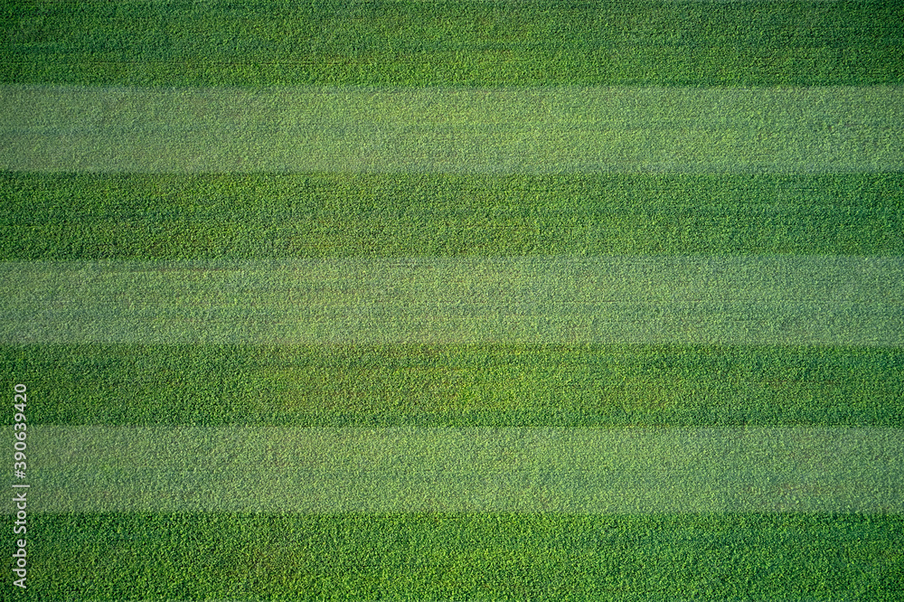 Top view of the football field. Green grass soccer field background ...